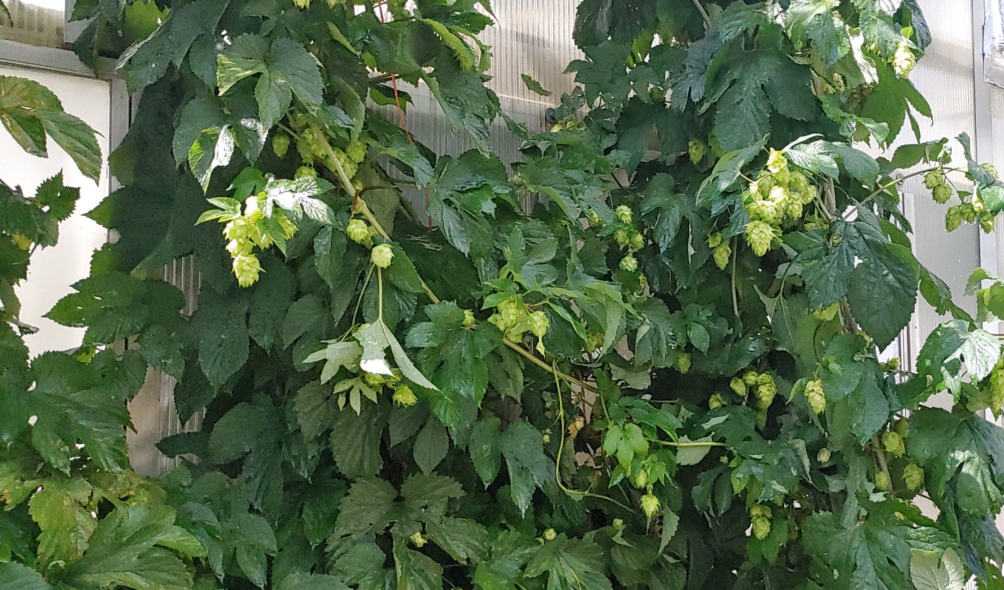 Phelan Gardens – Vines