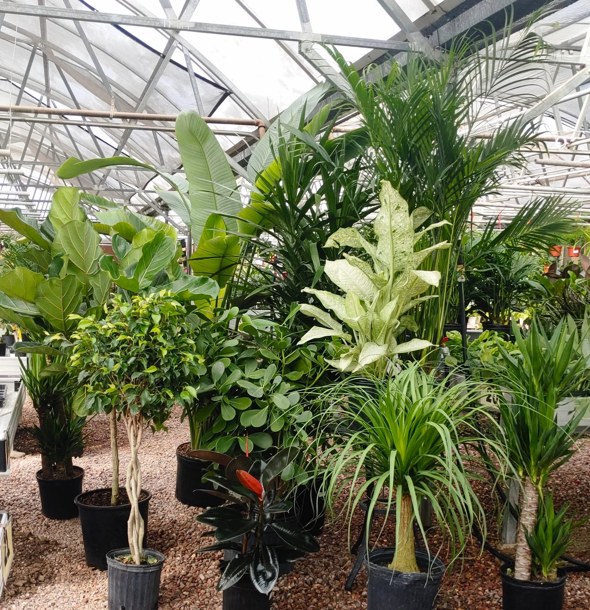 Phelan Gardens – Colorado Springs Greenhouse, Plant Nursery & Garden ...