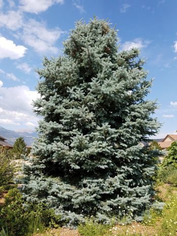 Phelan Gardens – Evergreen Trees