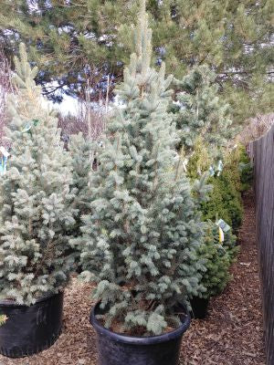 Phelan Gardens – Evergreen Trees