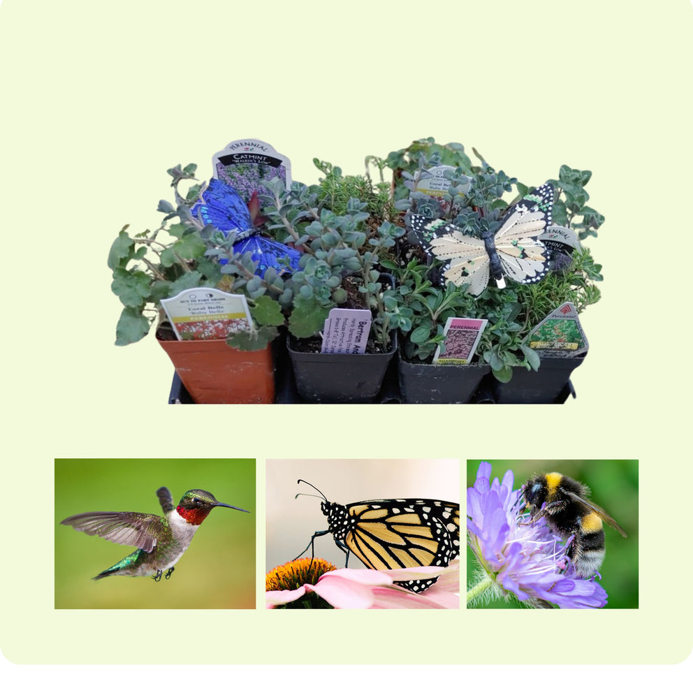 Phelan Gardens – Pollinator Kits