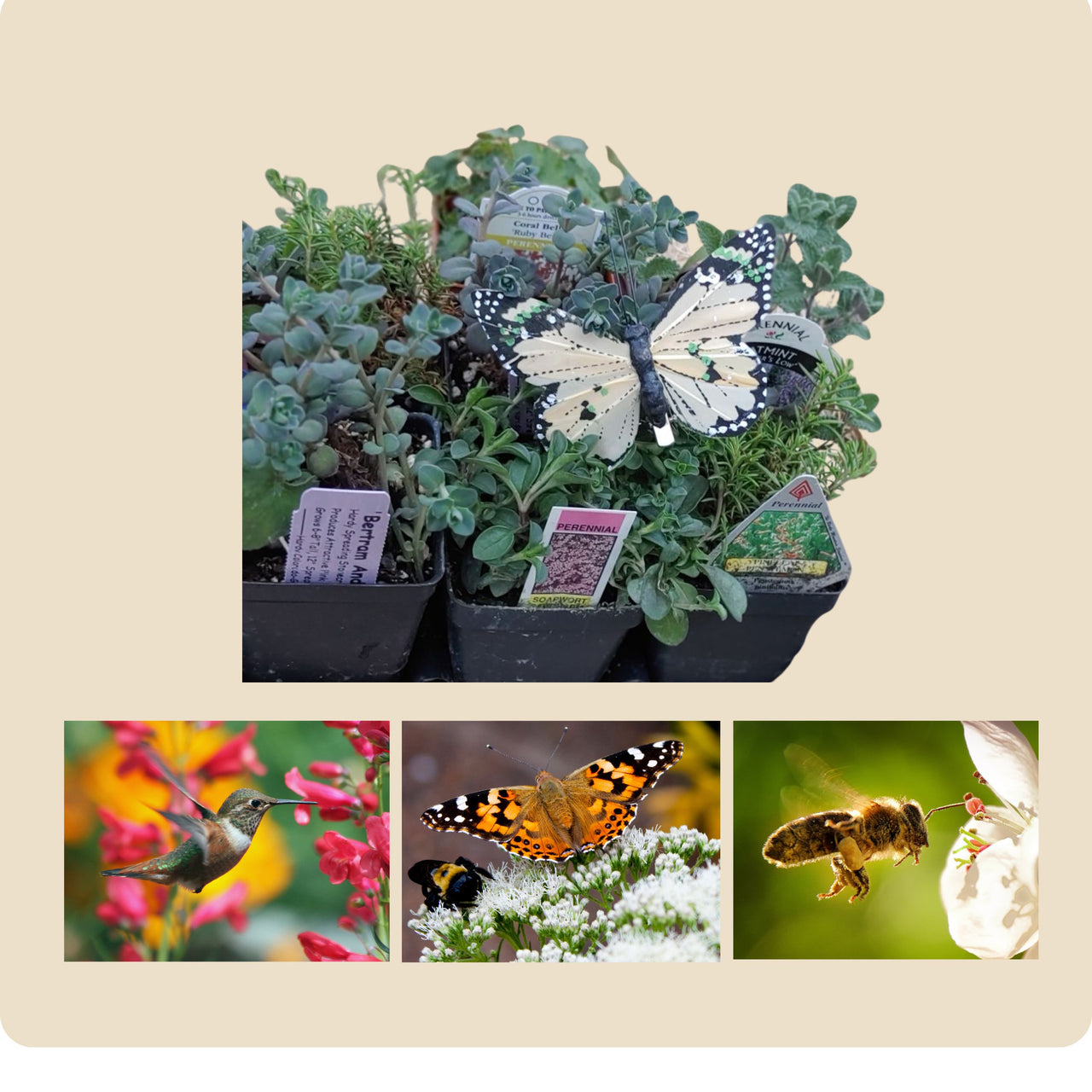 Phelan Gardens – Pollinator Kits