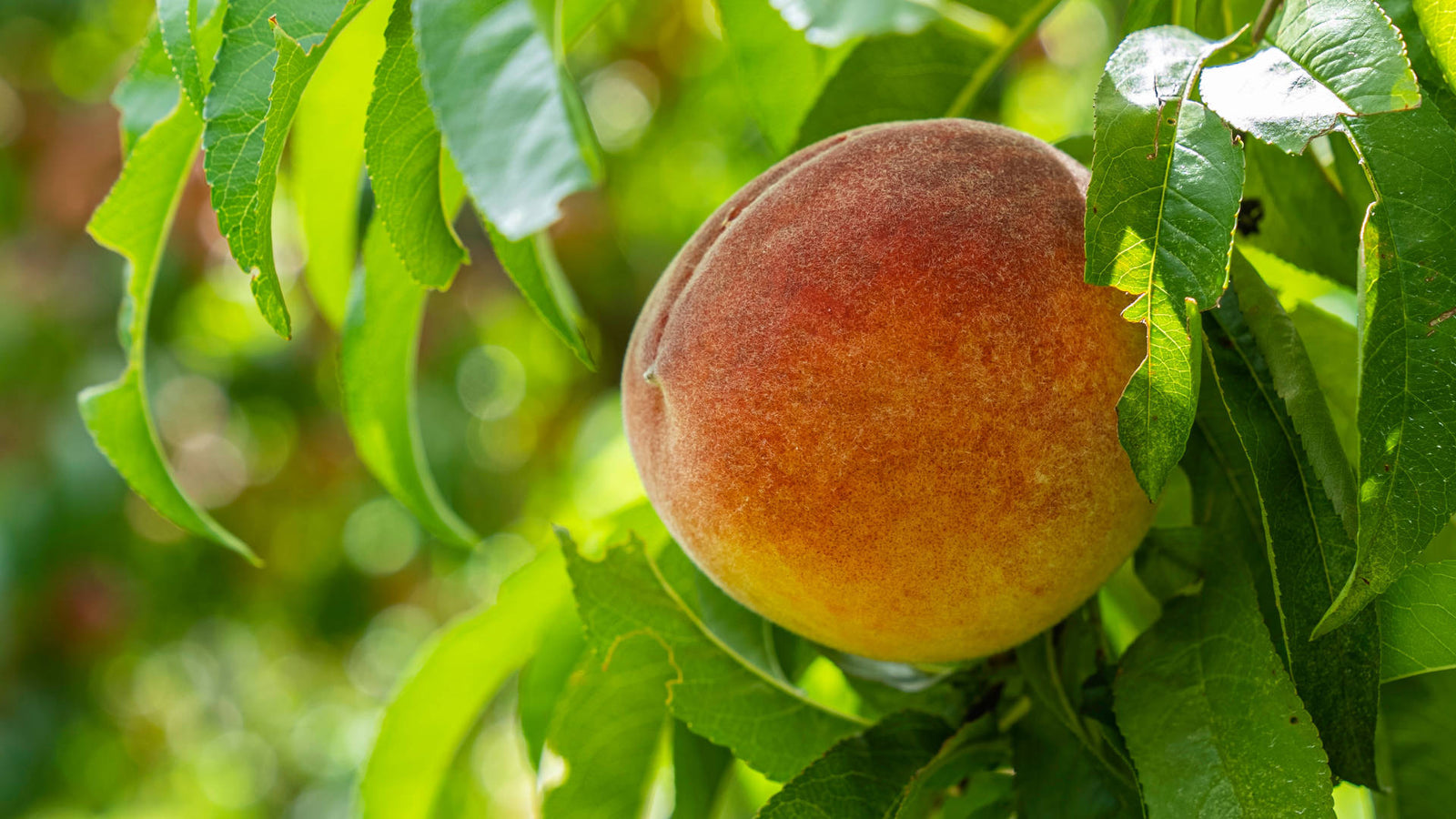 Phelan Gardens – Trees