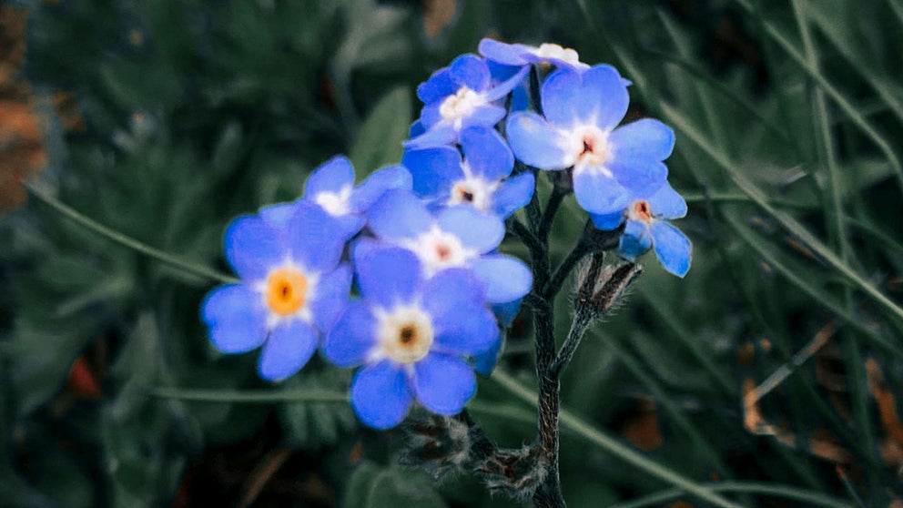 Phelan Gardens Perennials For Shade 9772